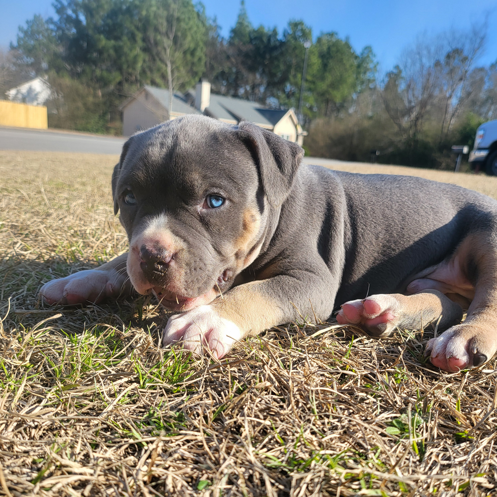 Tri Color XL Bully – Grey – Sell My Dog Network